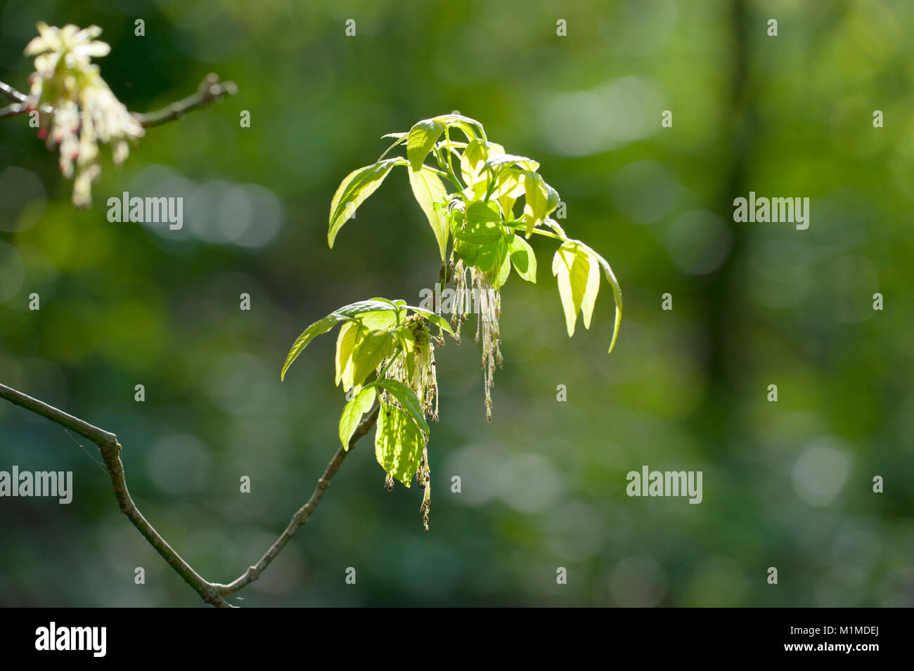 Acer negundo,Eschen-Ahorn,Boxelder Maple,Maple Ash Stock Photo - Alamy