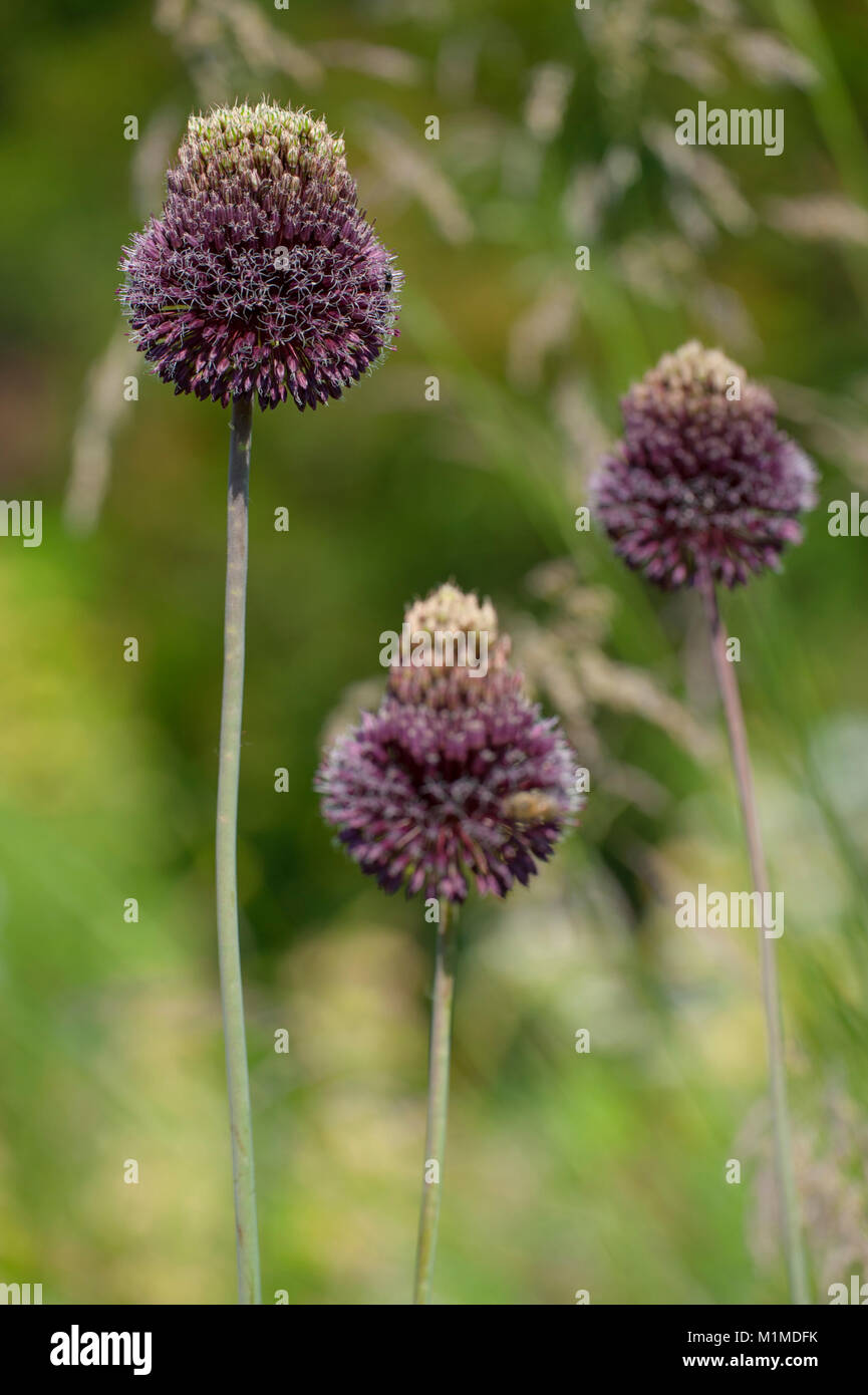 Allium Hybride 'Forelock',Allium Hybride 'Forelock',Allium Hybride ...