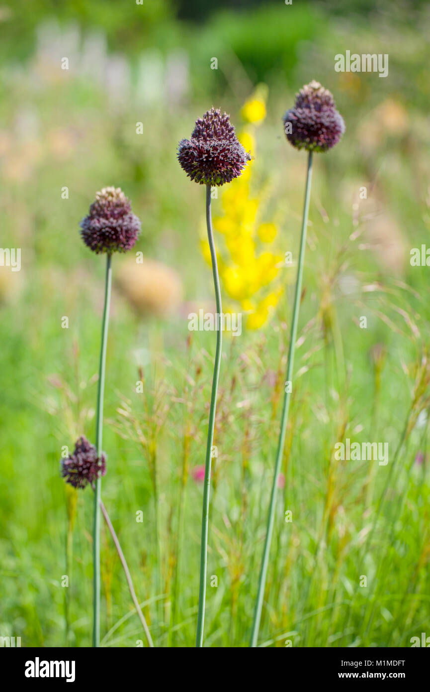 Allium Hybride 'Forelock',Allium Hybride 'Forelock',Allium Hybride ...