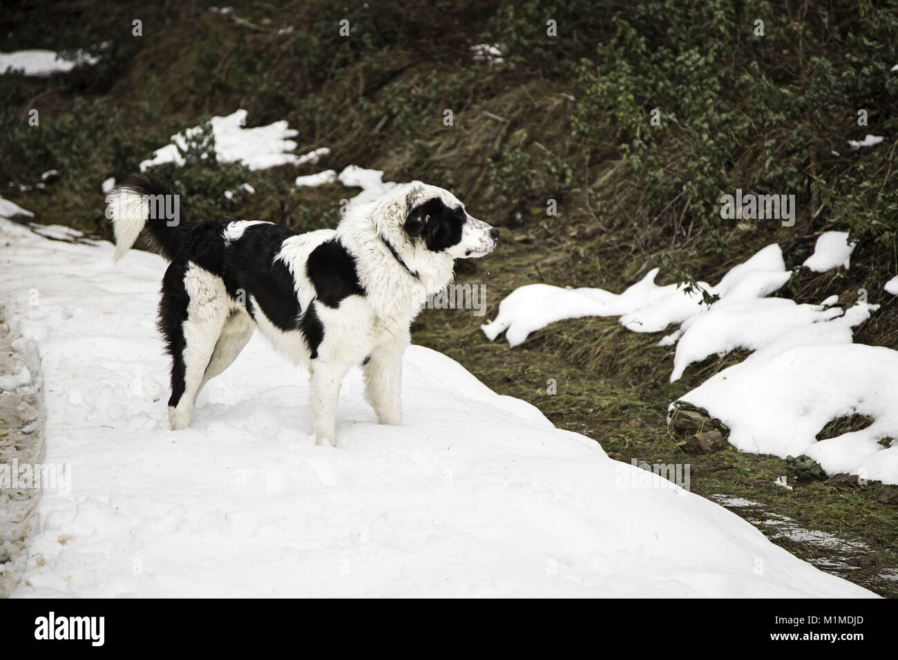 Dog playing in mountains snow, landscape and nature Stock Photo - Alamy
