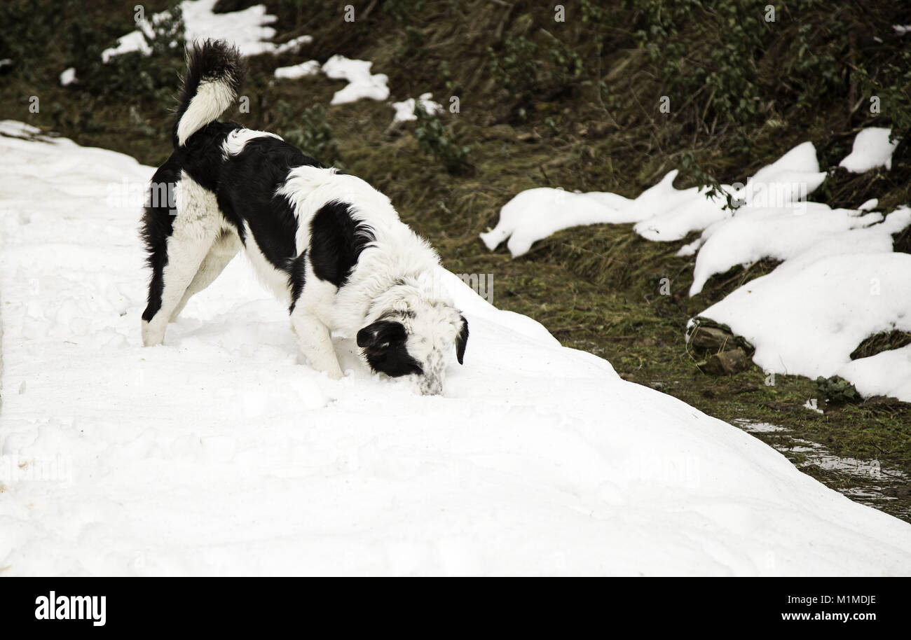 Dog playing in mountains snow, landscape and nature Stock Photo - Alamy