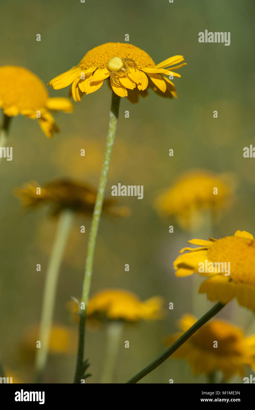 Anthemis tinctoria,Faerber-Hundskamille,Faerberkamille,Gilbblume ...
