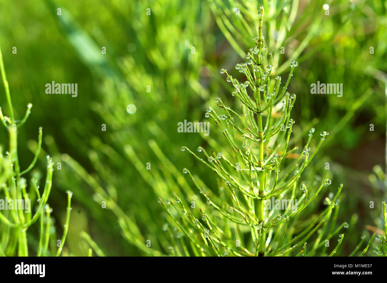 Horsetail grass hi-res stock photography and images - Alamy