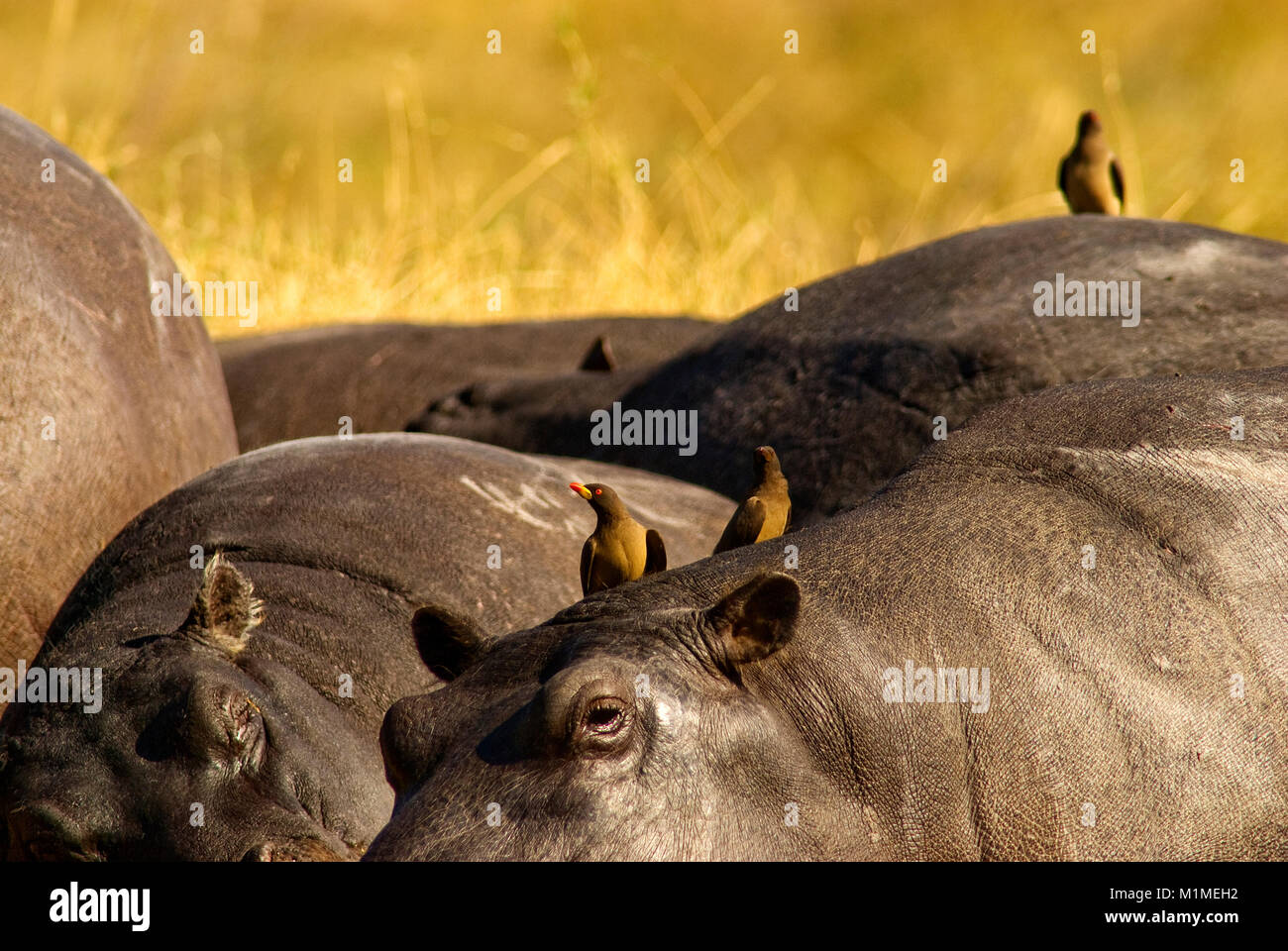 Oxpecker Eating Ticks High Resolution Stock Photography and Images - Alamy