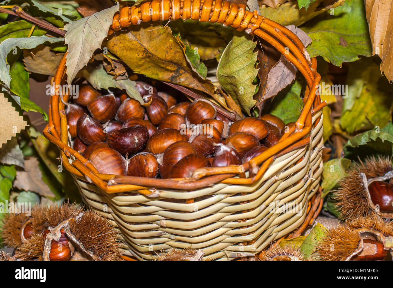 Marrone hi-res stock photography and images - Alamy