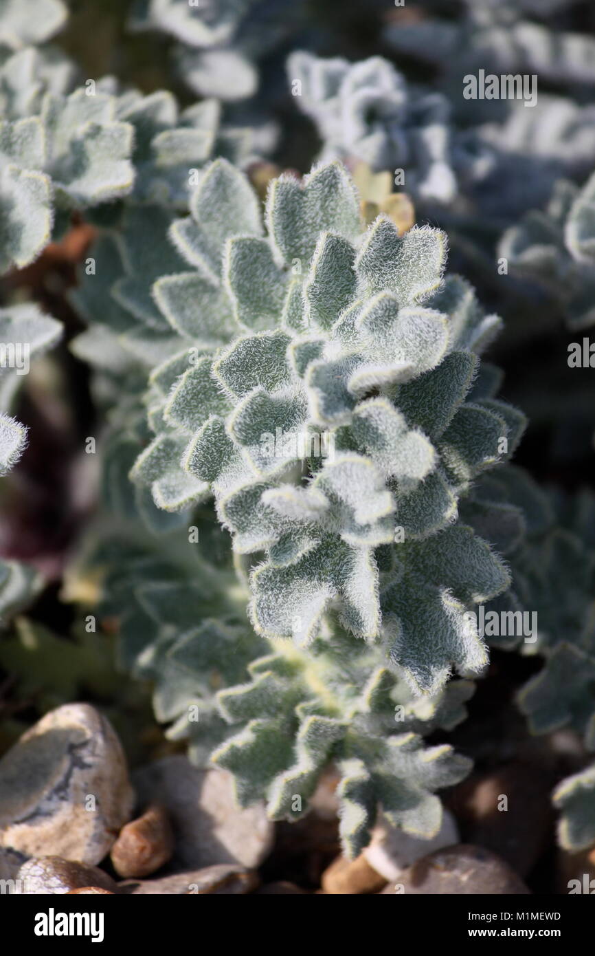 Beach Vegetation, British Plant Stock Photo - Alamy