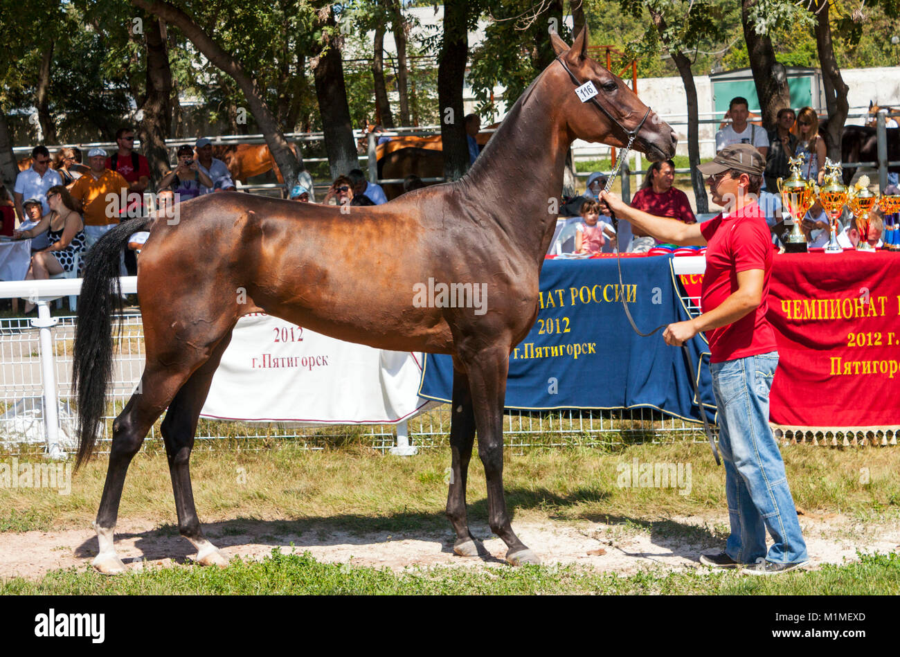 Akhal teke editorial hi-res stock photography and images - Alamy