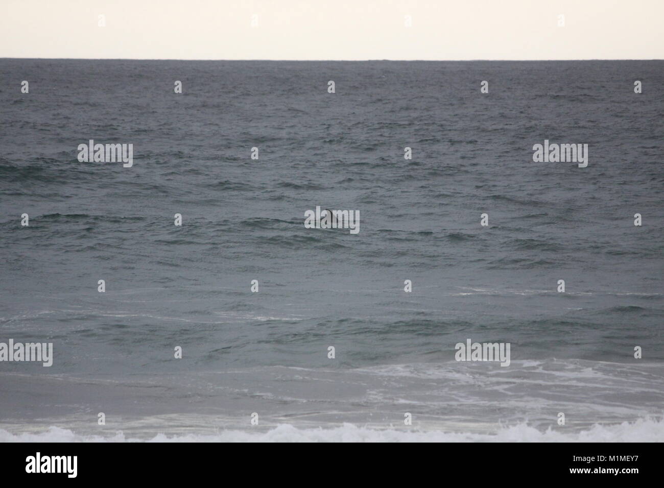 Dolphin watching cornwall hi-res stock photography and images - Alamy