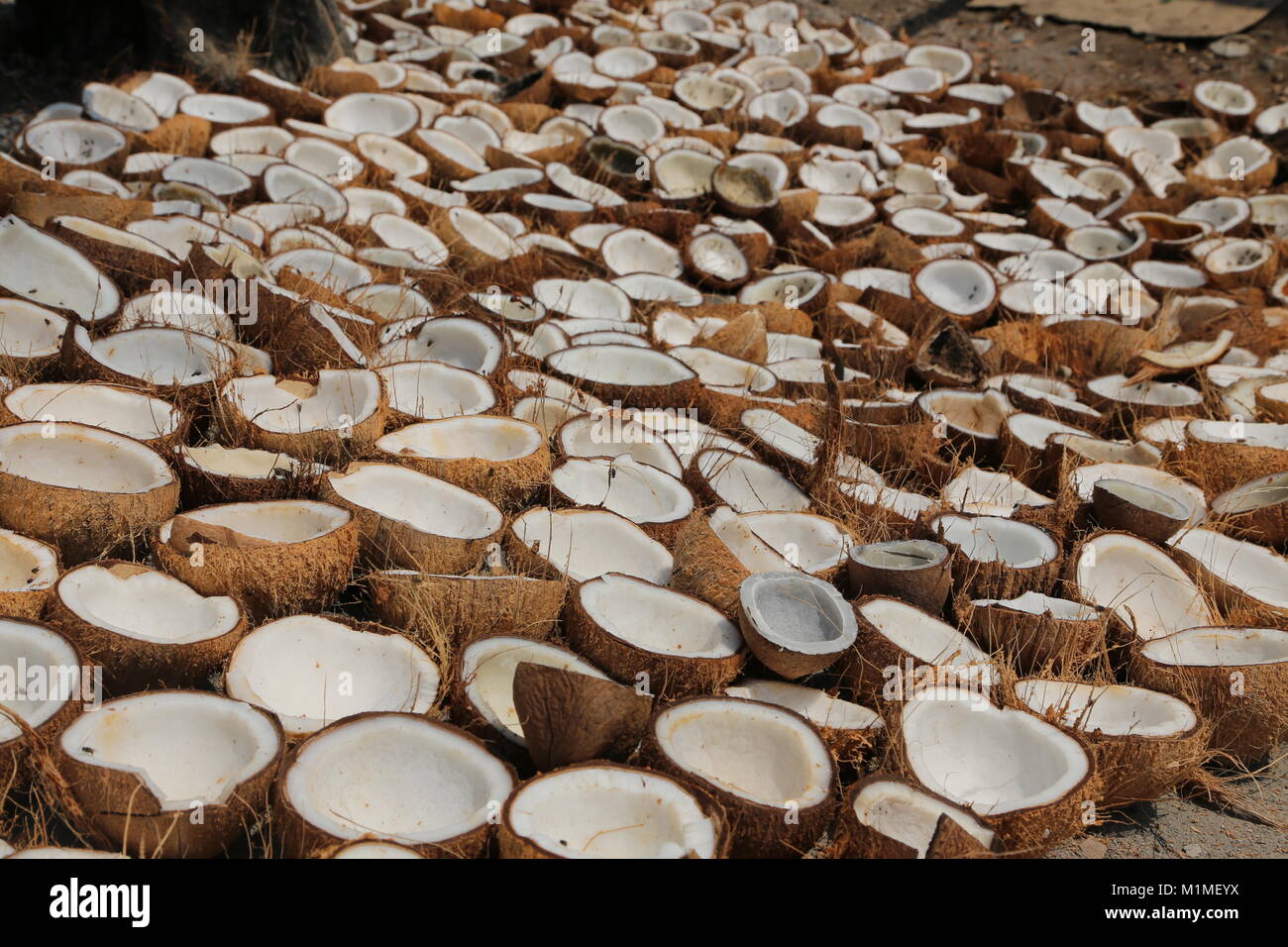a lot of coconuts Stock Photo - Alamy