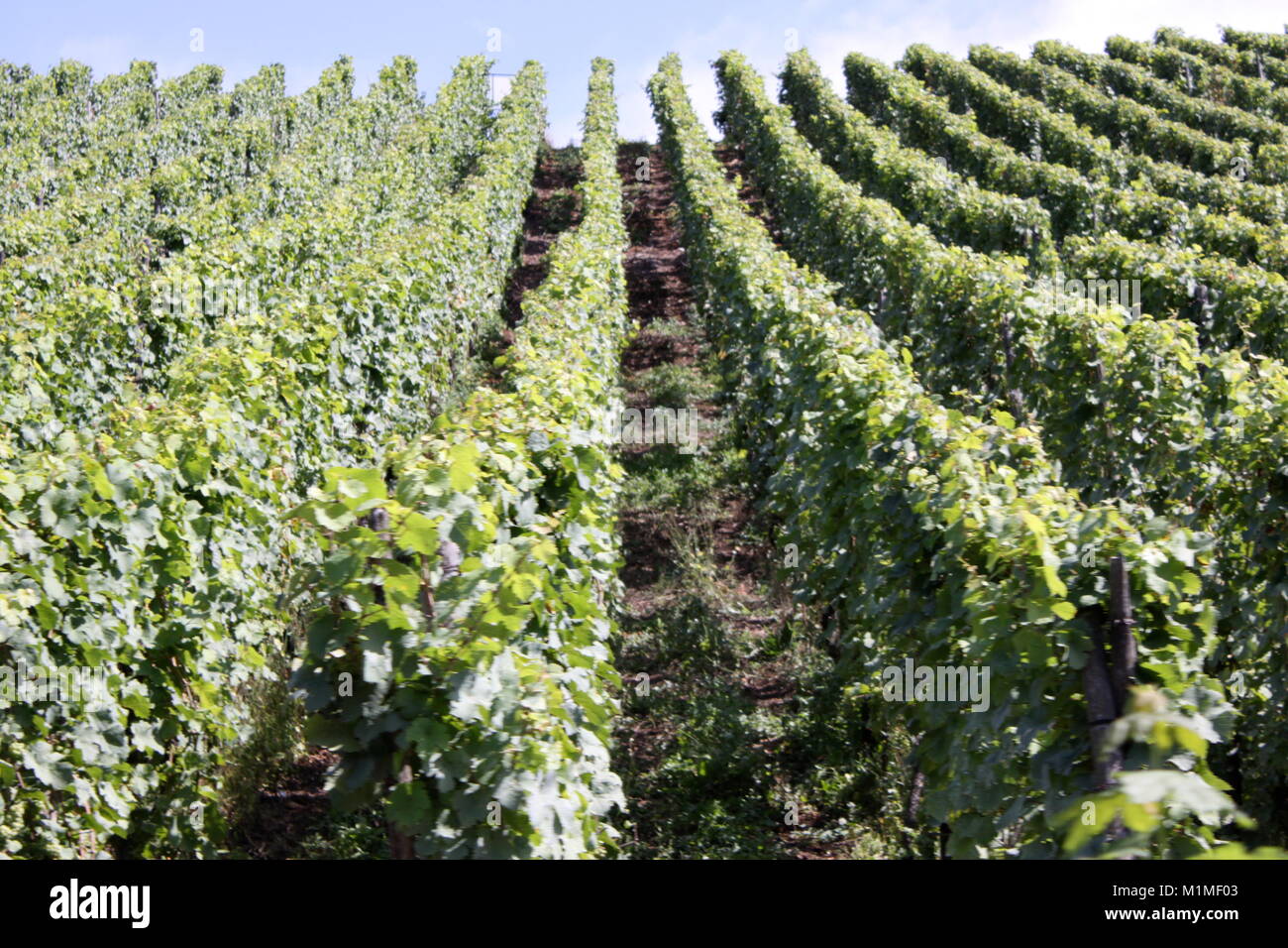 Mosel wine glass hi-res stock photography and images - Alamy