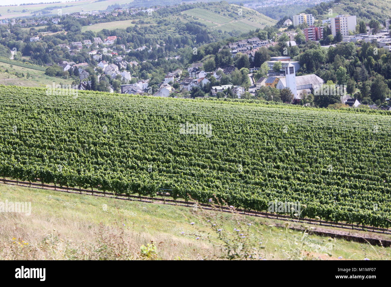 Mosel wine glass hi-res stock photography and images - Alamy