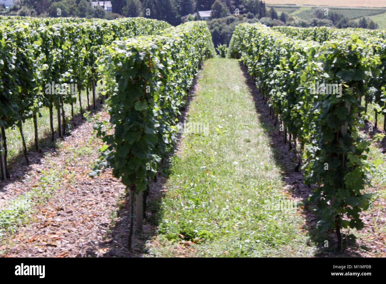 Riesling Vines, Mosel Valley, Rhineland, Trier Germany Stock Photo - Alamy