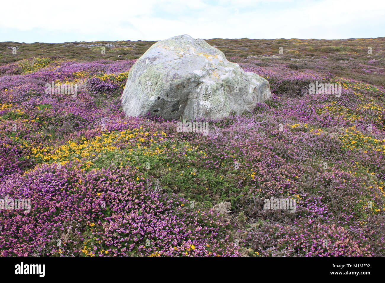 Cardigan flat hi-res stock photography and images - Alamy
