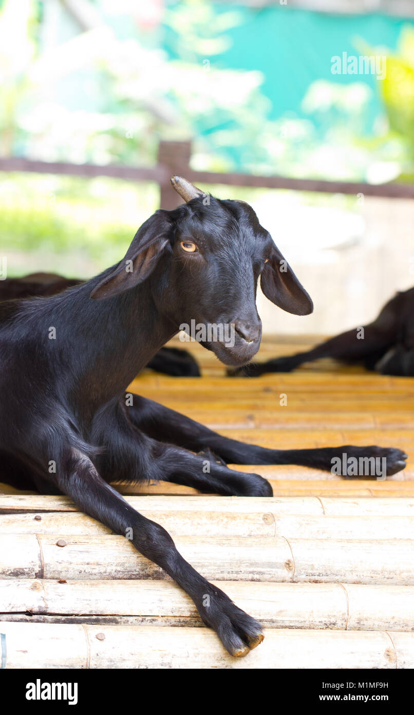 Closeup portrait of a goat Stock Photo - Alamy