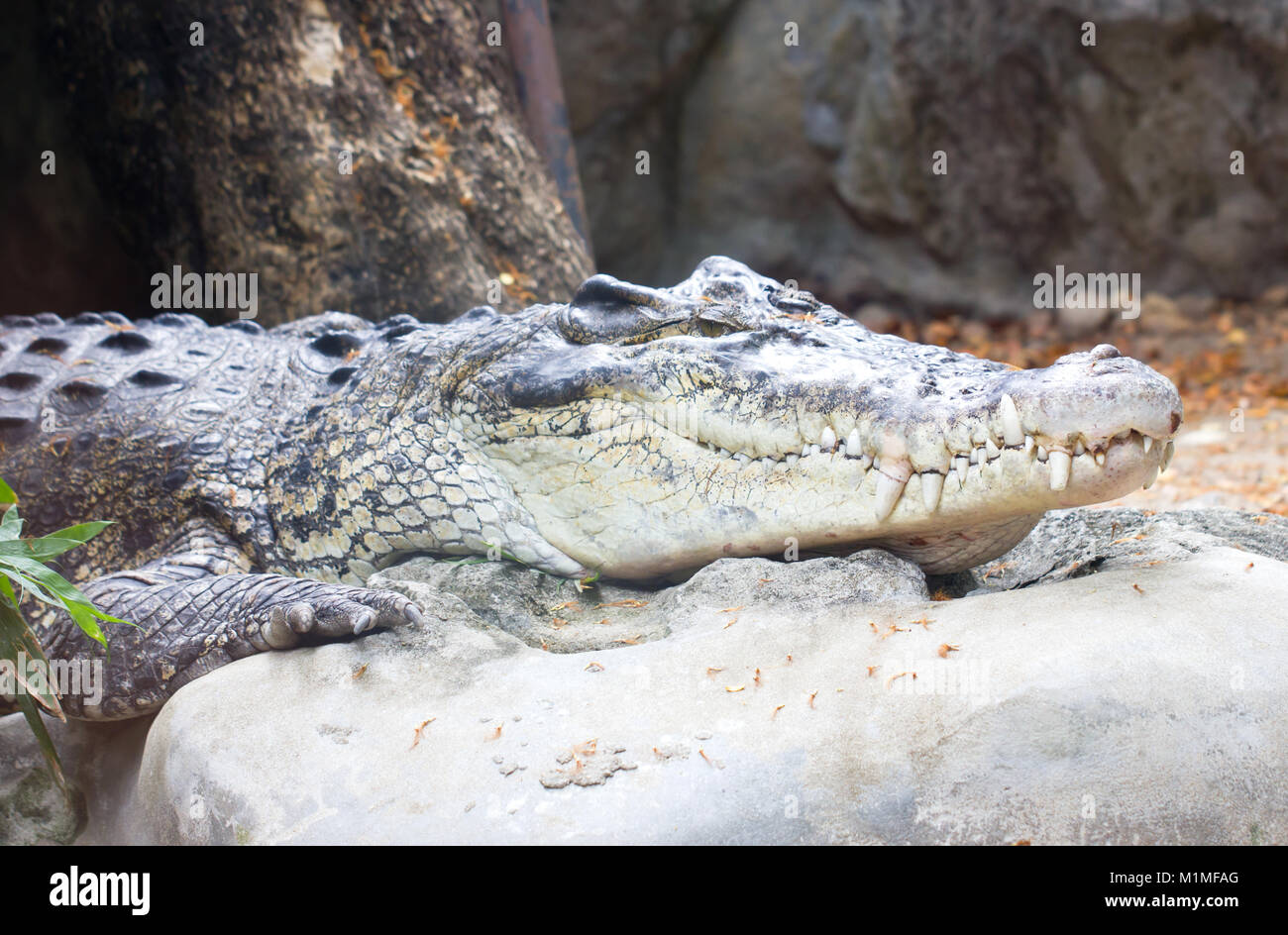 Crocodile stone hi-res stock photography and images - Alamy