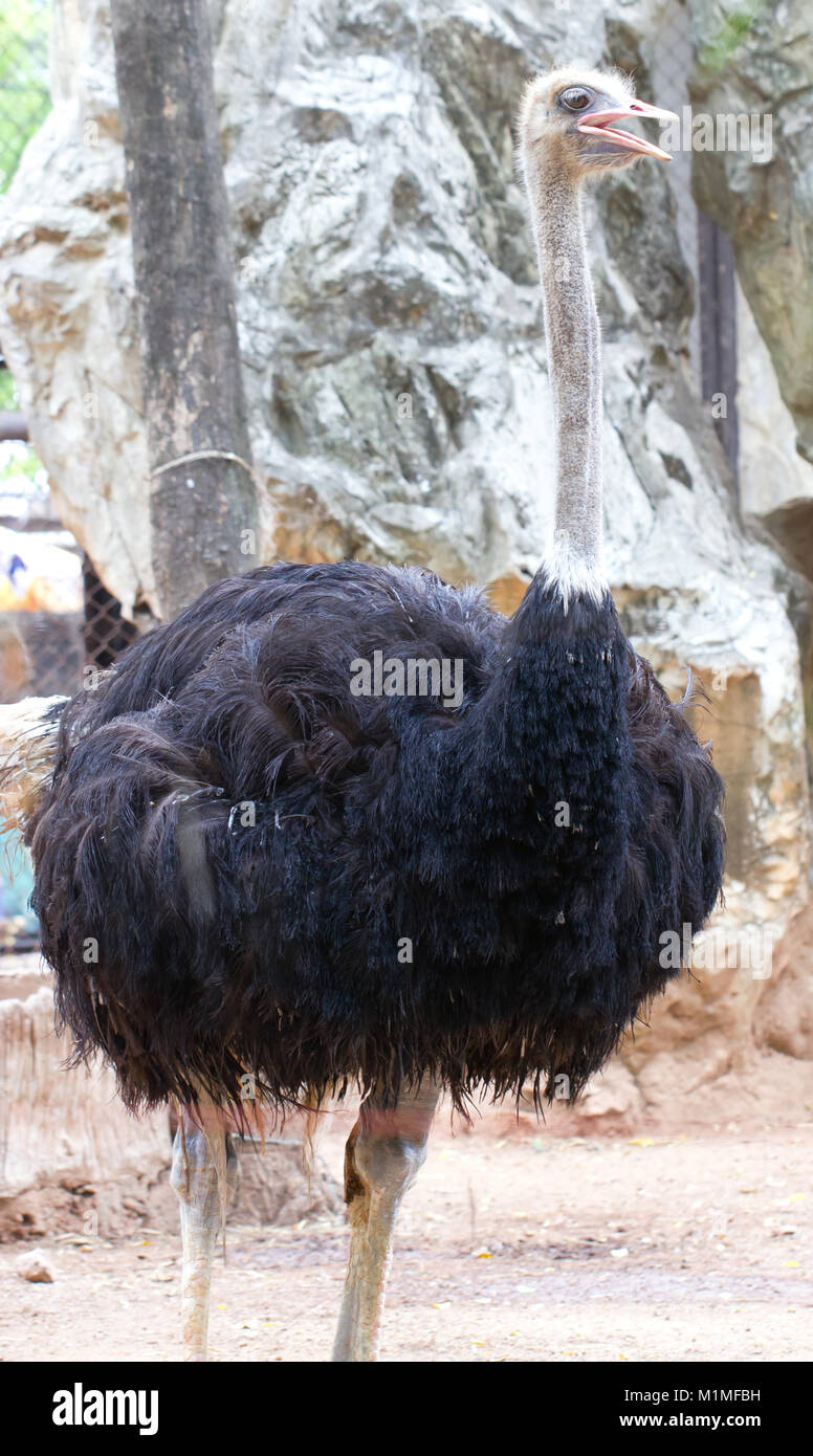 Portrait of ostrich in the zoo Stock Photo - Alamy