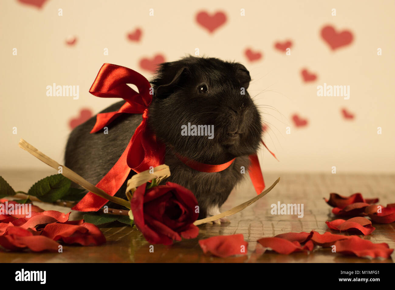 Guinea Pig on Valentine's Day Stock Photo - Alamy