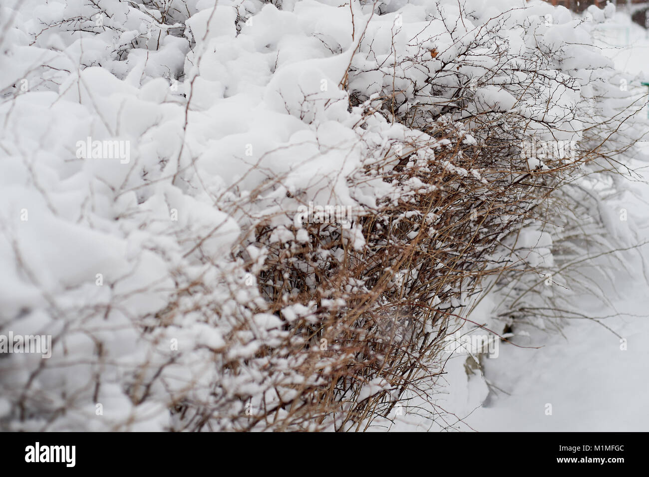 snow-covered bushes.Texture. Heavy snow this winter Stock Photo - Alamy