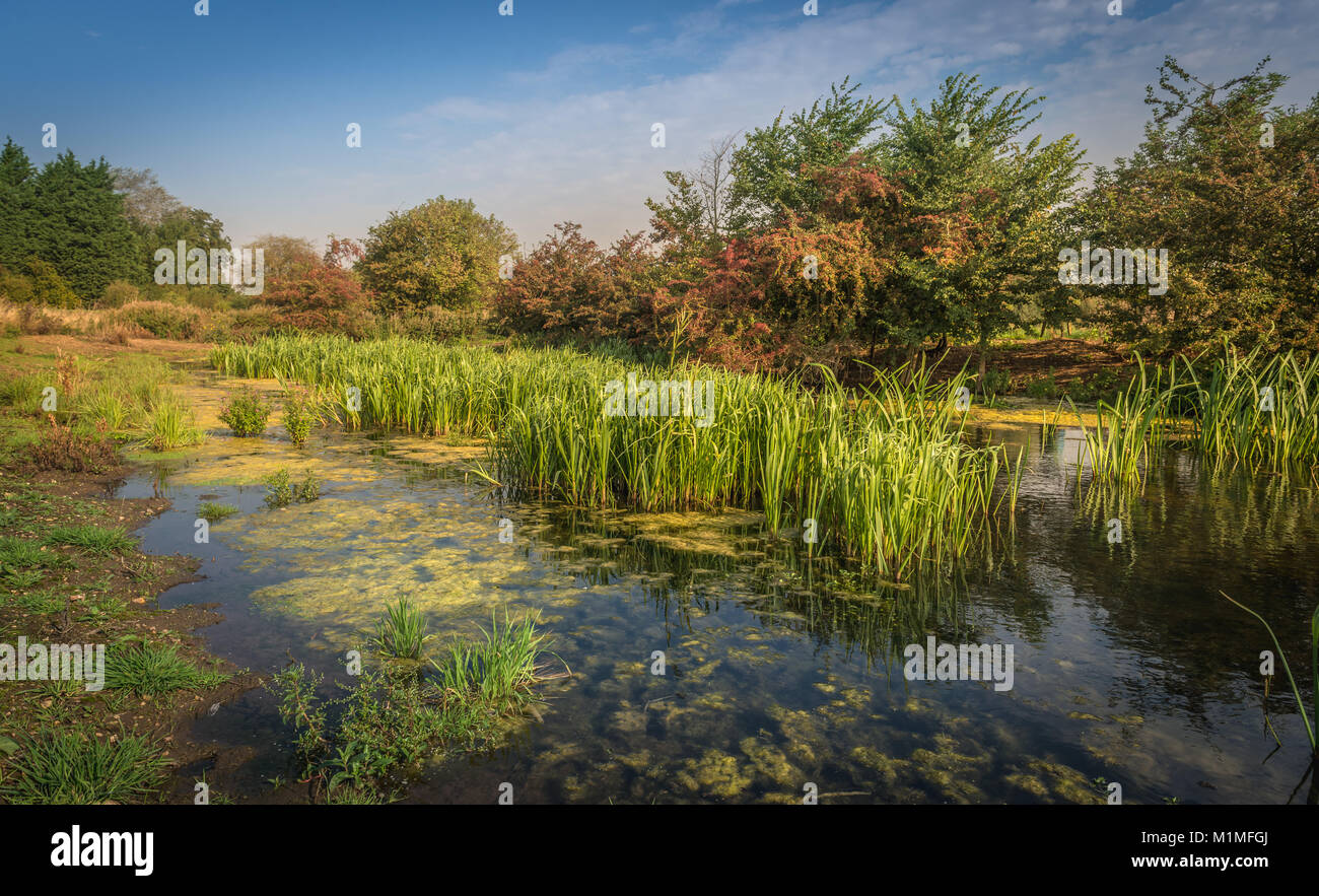 Wetland Fens