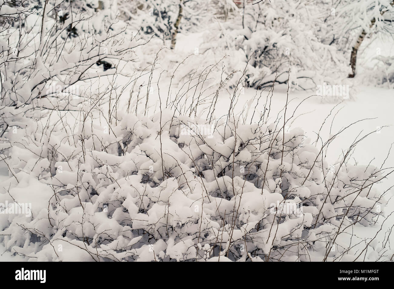 snow-covered bushes.Texture. Heavy snow this winter Stock Photo - Alamy