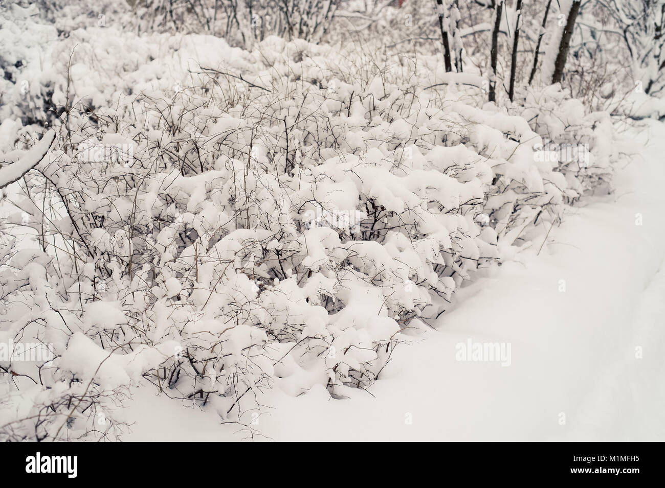 snow-covered bushes.Texture. Heavy snow this winter Stock Photo - Alamy