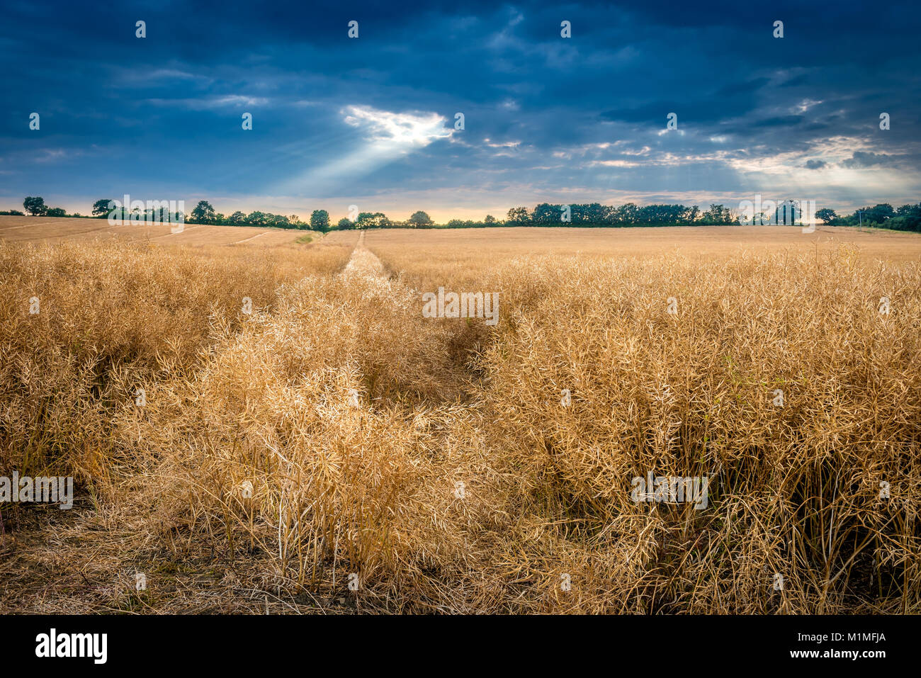 Fenland farm farming hi-res stock photography and images - Alamy