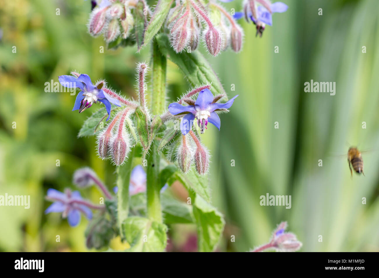 Borage with blue flowers in a garden Stock Photo - Alamy