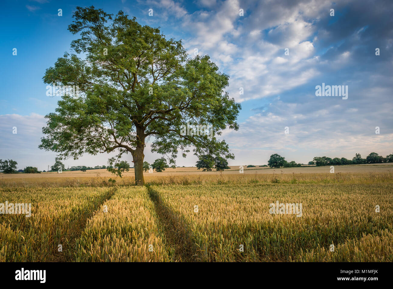 A typical farming landscape scene of arable fields on the edge of the ...
