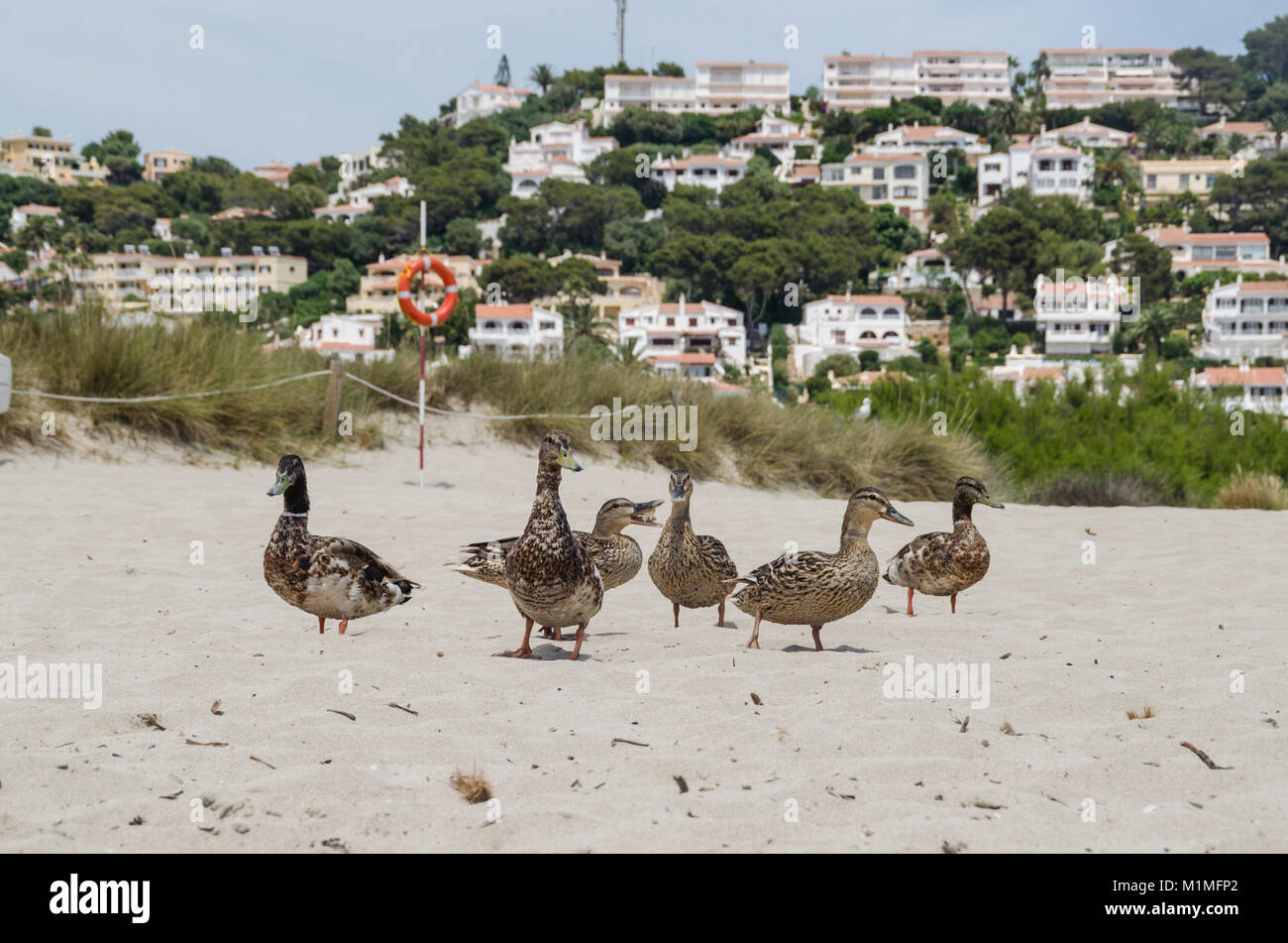 Photograph of some ducks in one of the biggest and tourist beaches of ...