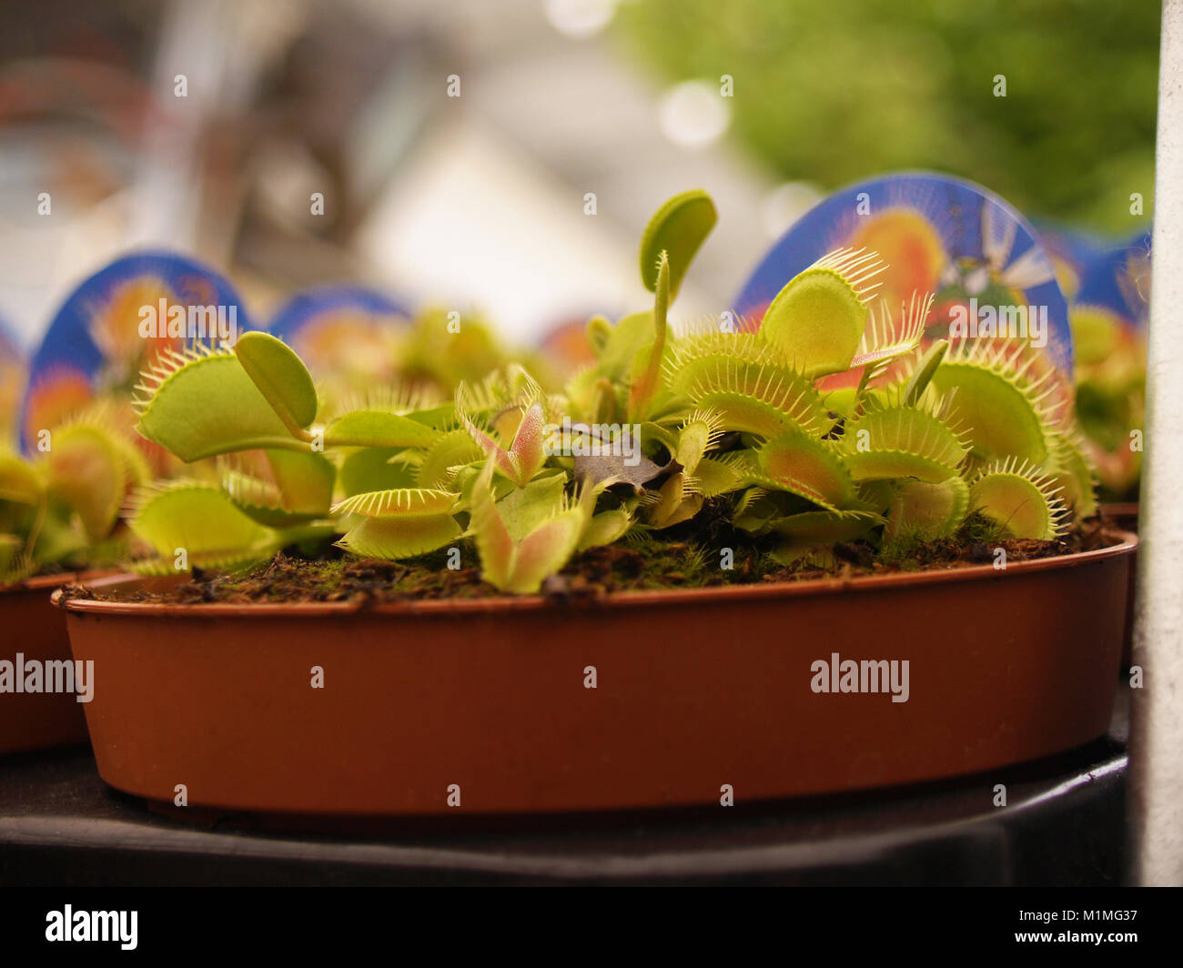 Dionaea close up Stock Photo - Alamy