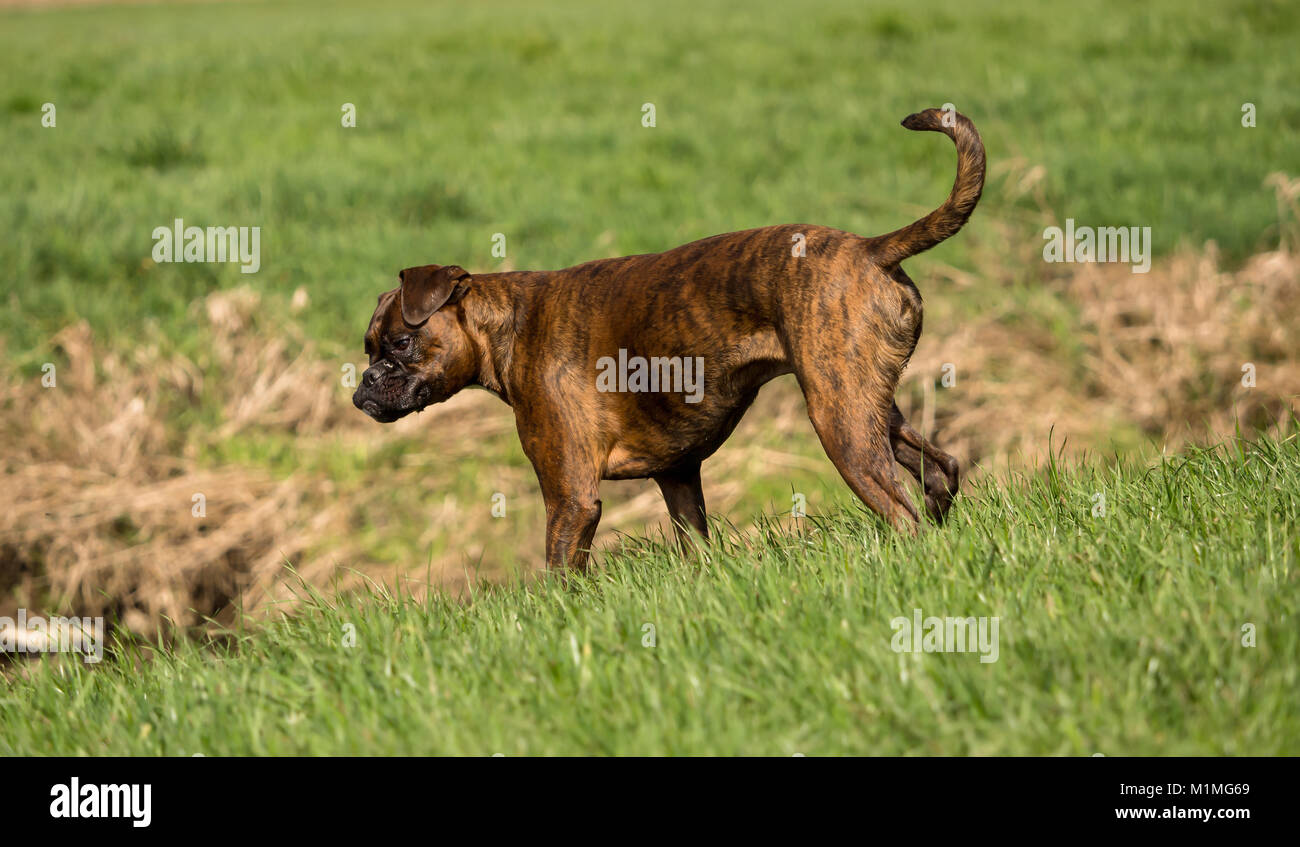 Purebred boxers High Resolution Stock Photography and Images - Alamy