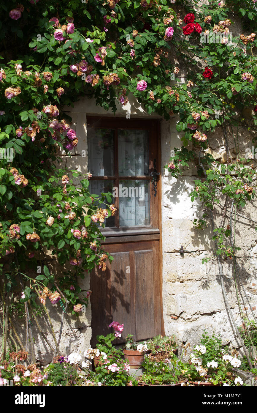 Cottage Roses Around Door High Resolution Stock Photography and Images ...