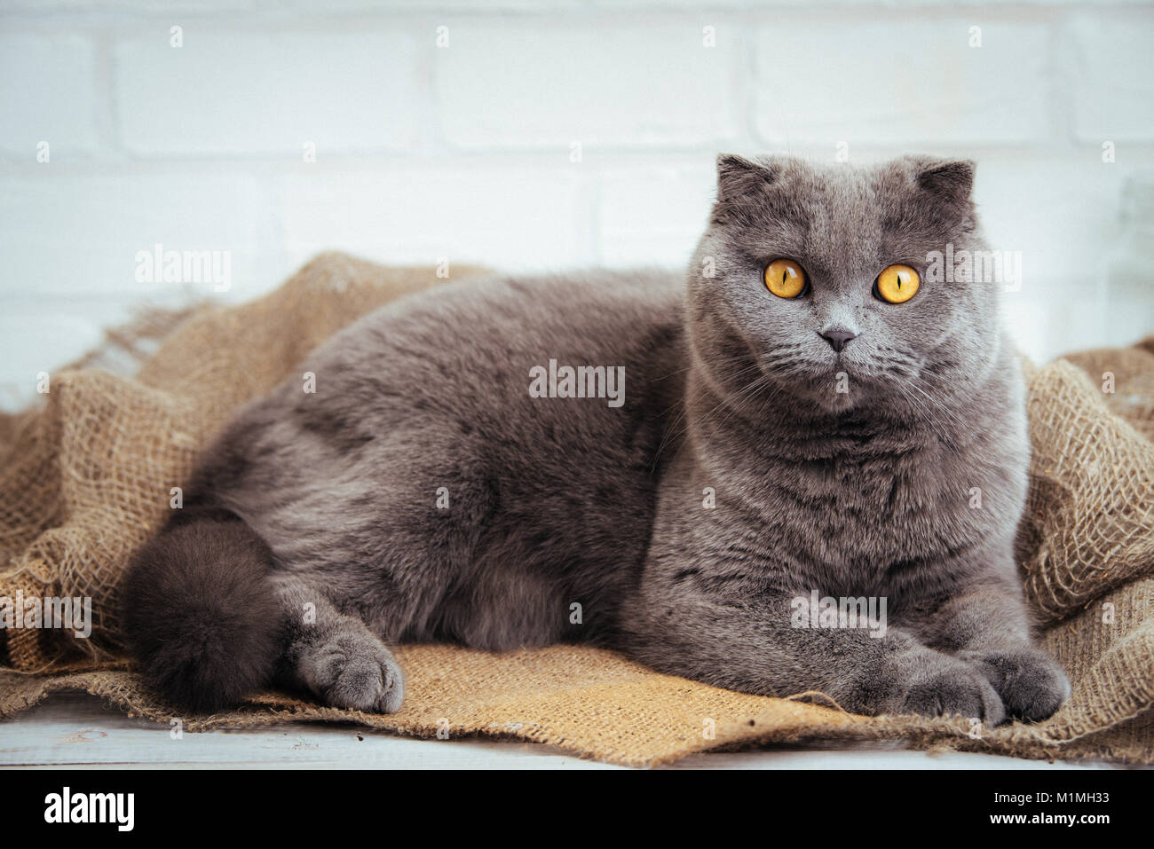 lovely blue scottish fold cat with golden eyes on black background ...