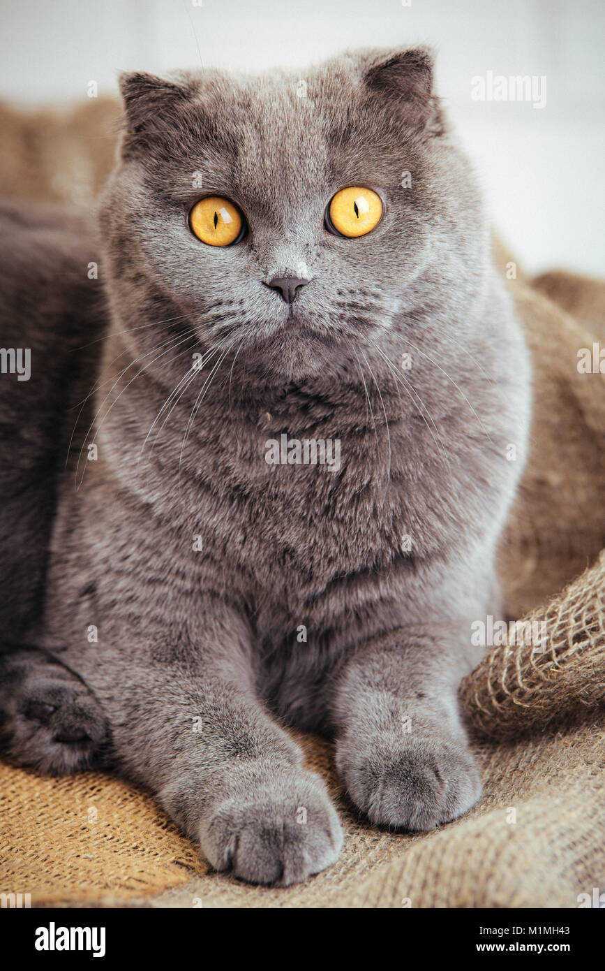 lovely blue scottish fold cat with golden eyes on black background ...