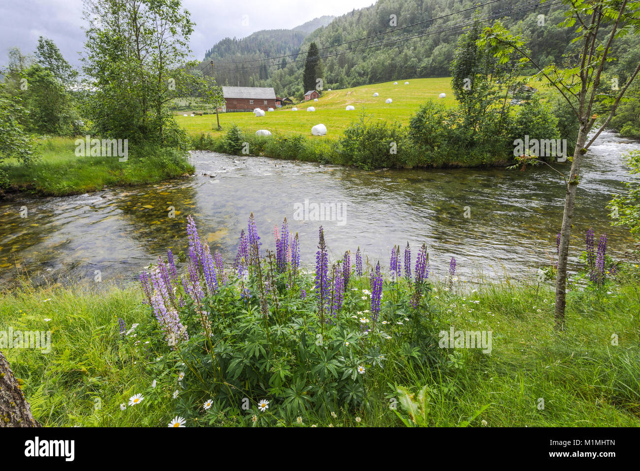 Norwegian farm near Voss and Granvin, Norway, Scandinavia, idyllic ...