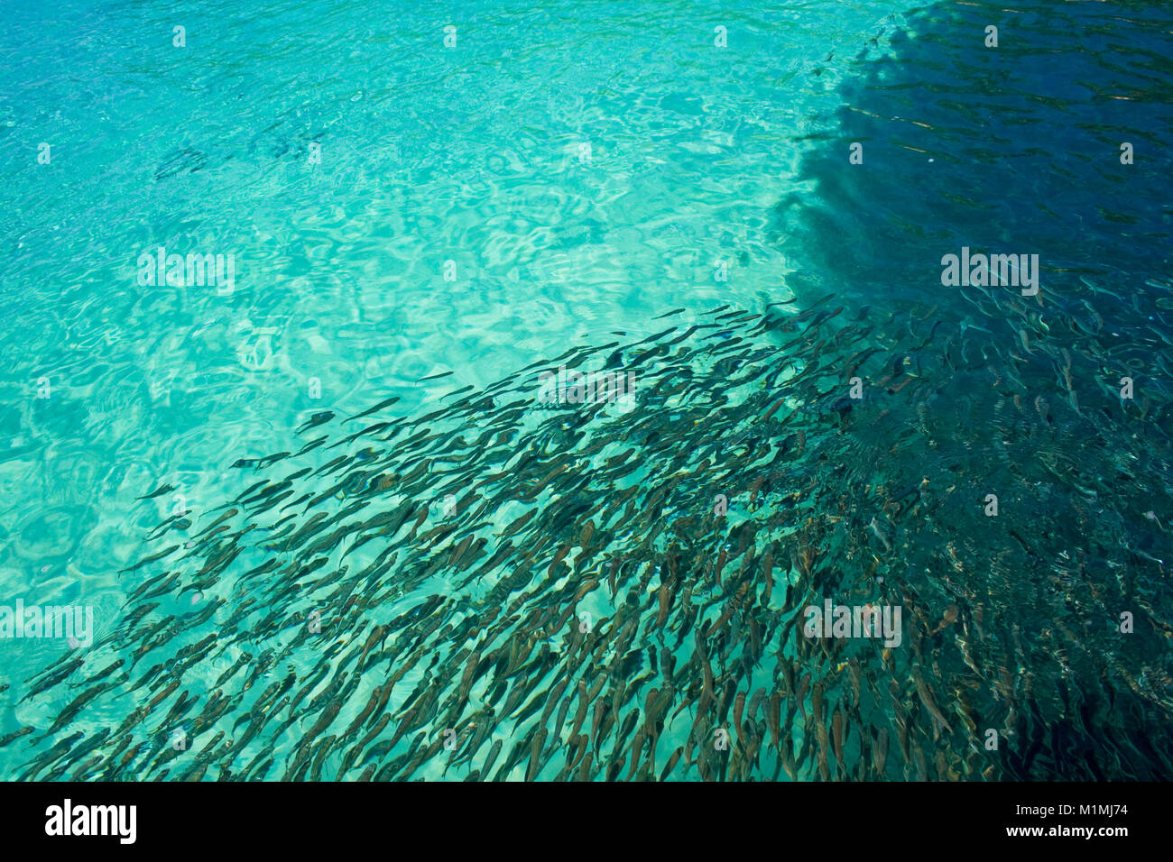 Fish swimming in shallow water hi-res stock photography and images - Alamy
