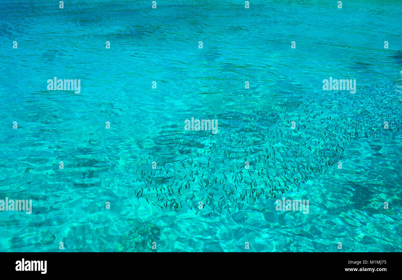A small fish swarm swimming in crystal clear, turquoise, shallow water ...