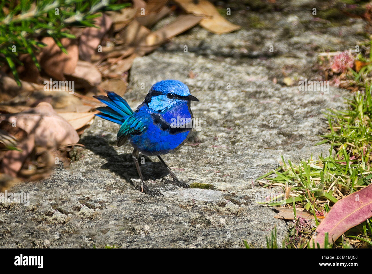 Splendid Fairy Wren (Malurus splendens), standing on ground, Perth ...
