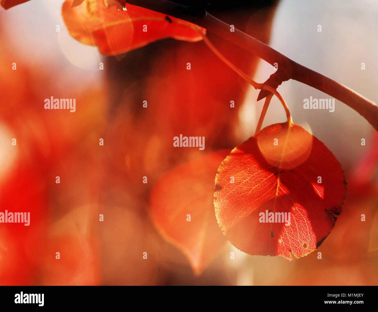 Abstract autumn background. Beautiful leaves texture in red Stock Photo ...