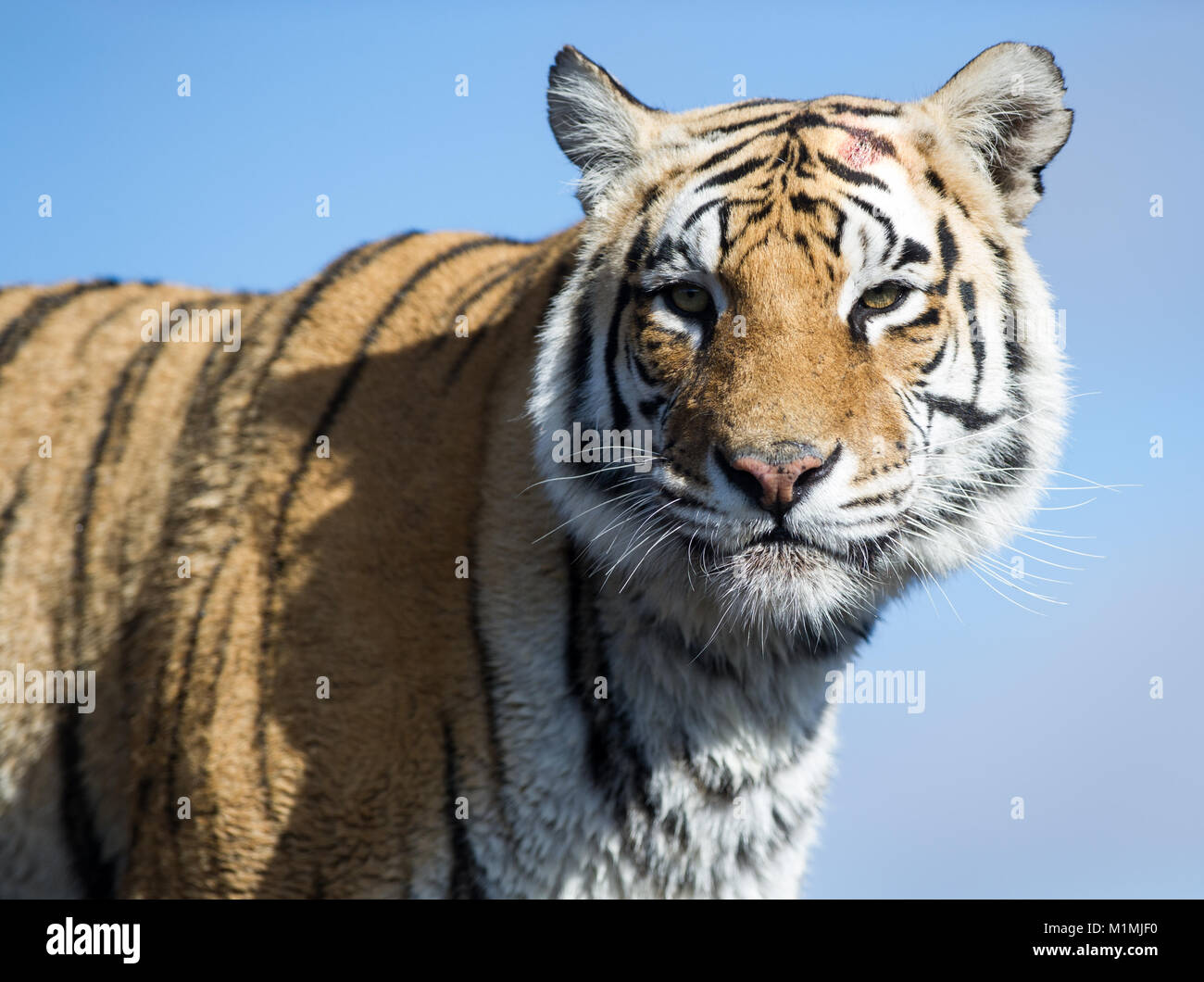 How Much Does A Tiger Cost In South Africa at Noah Stretch blog