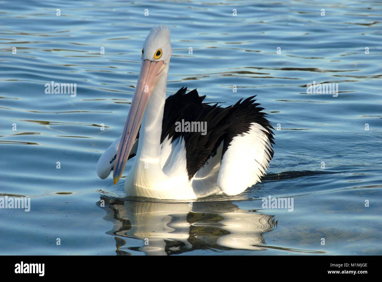 Pelican swimming in ocean, Australia Stock Photo - Alamy