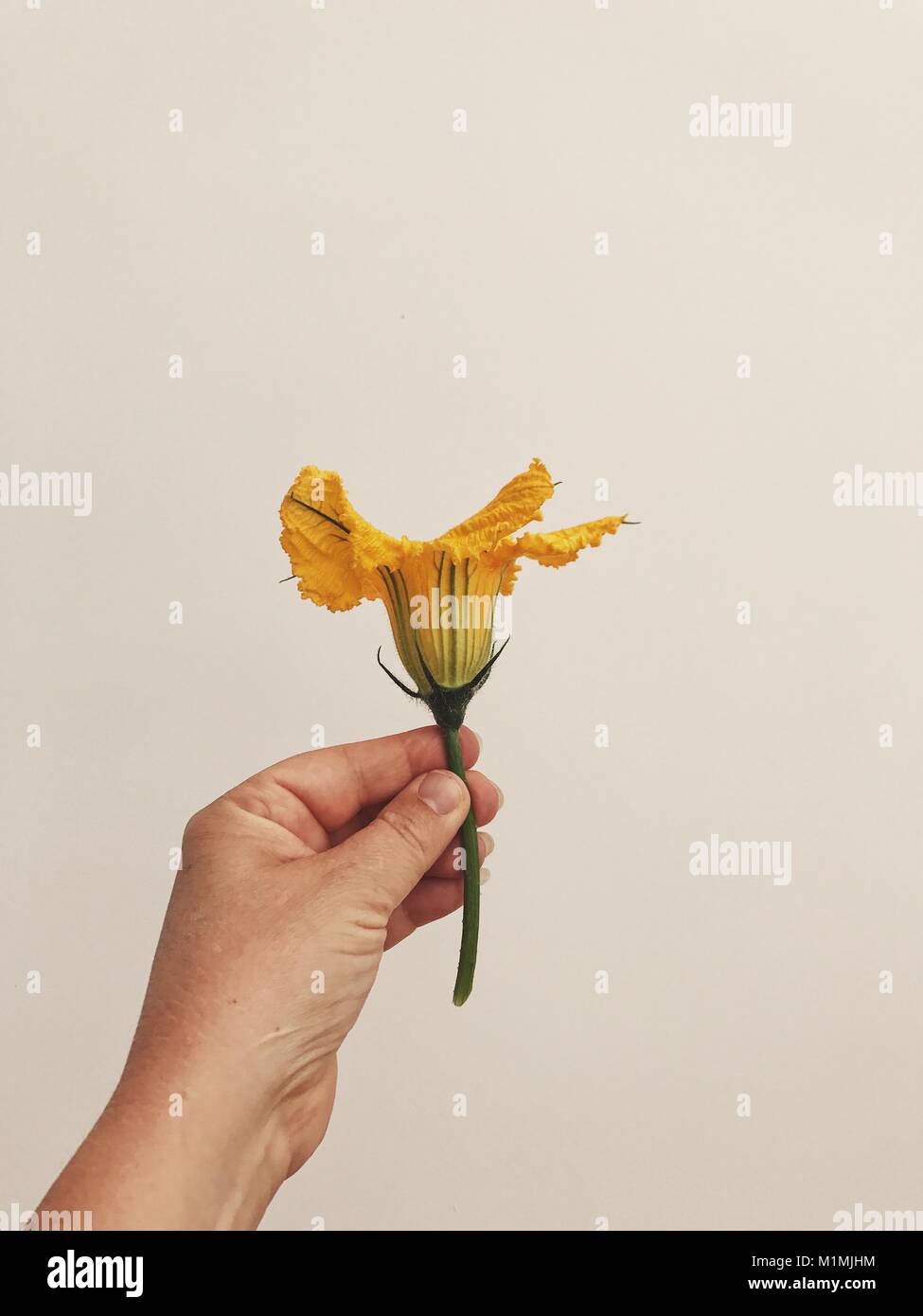 Mature woman zucchini in hi-res stock photography and images - Alamy