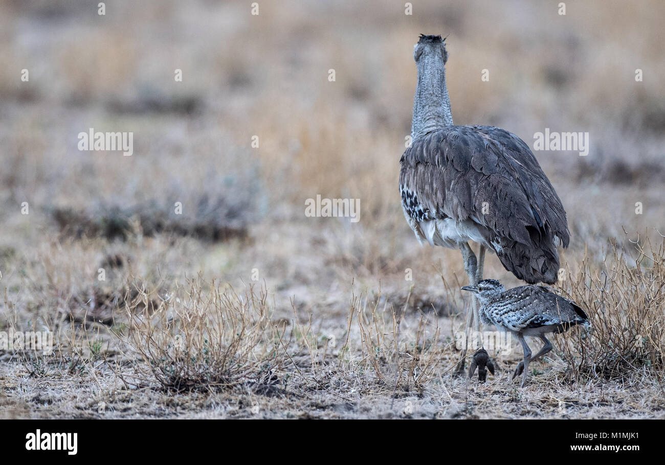 Rear view of a Kori Bustard chick, Namibia Stock Photo - Alamy