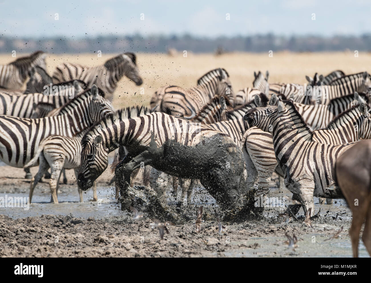Animal stuck in mud hi-res stock photography and images - Alamy