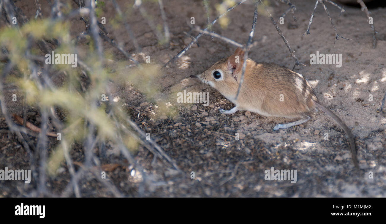 Elephant shrew hi-res stock photography and images - Alamy