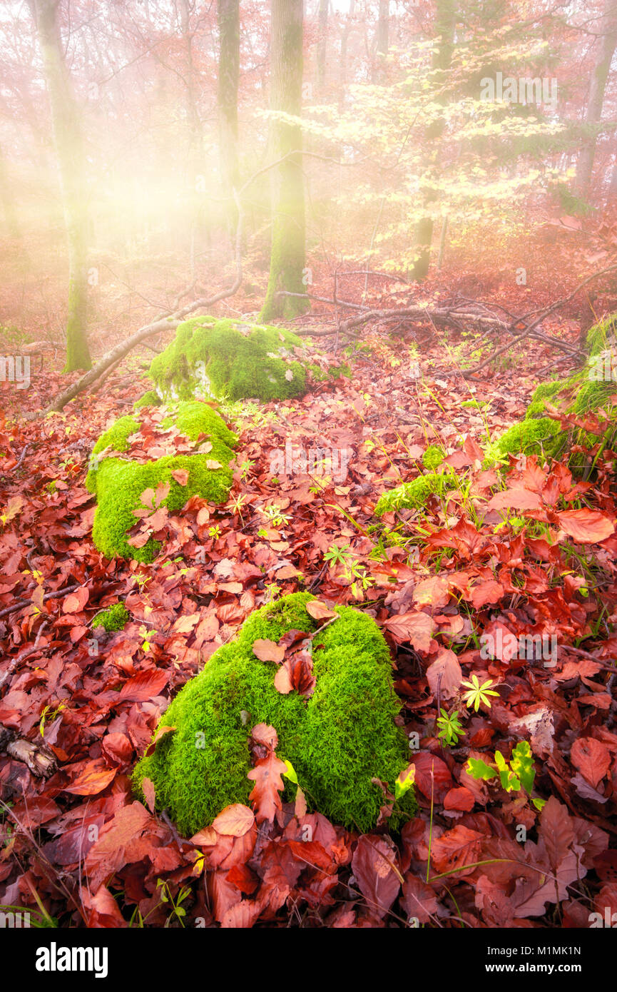 Switzerland leaves hi-res stock photography and images - Alamy