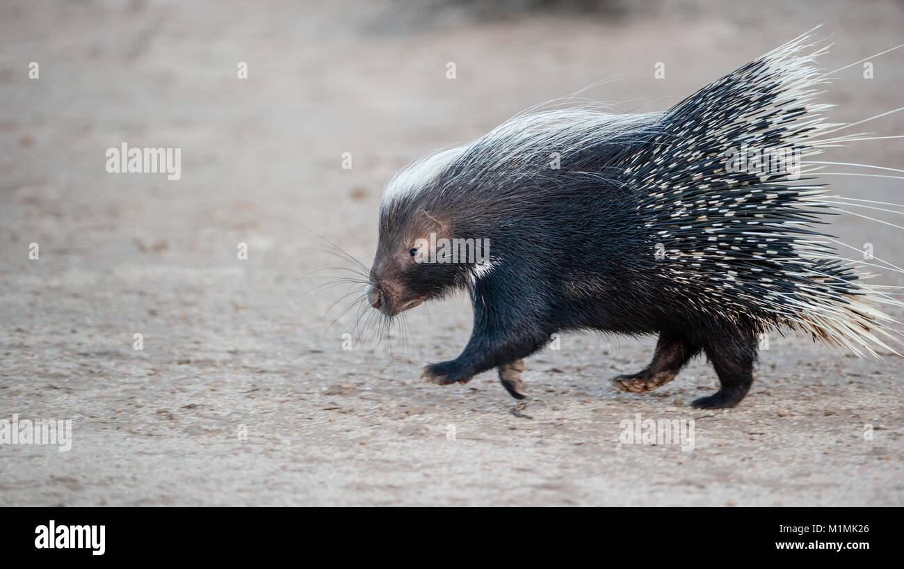 Porcupine side view animal hi-res stock photography and images - Alamy