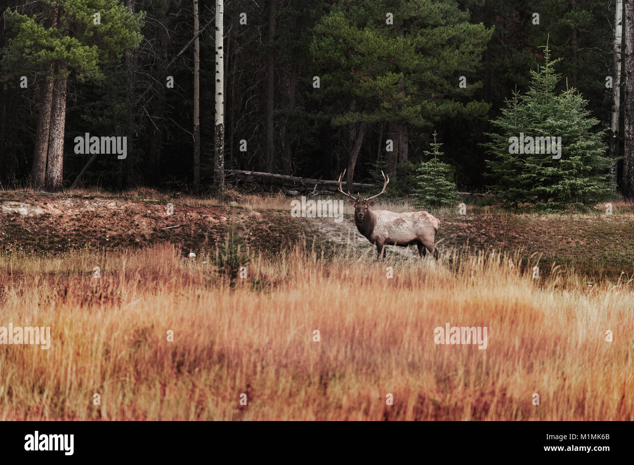 Deer in the forest, Banff Park, Alberta, Canada Stock Photo - Alamy