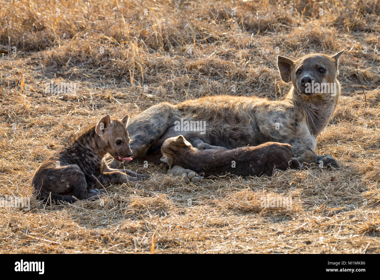Hyena in the bush hi-res stock photography and images - Alamy