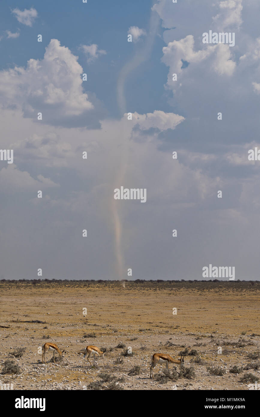 Three Springbok and dust storm in Etosha National Park, Namibia Stock ...